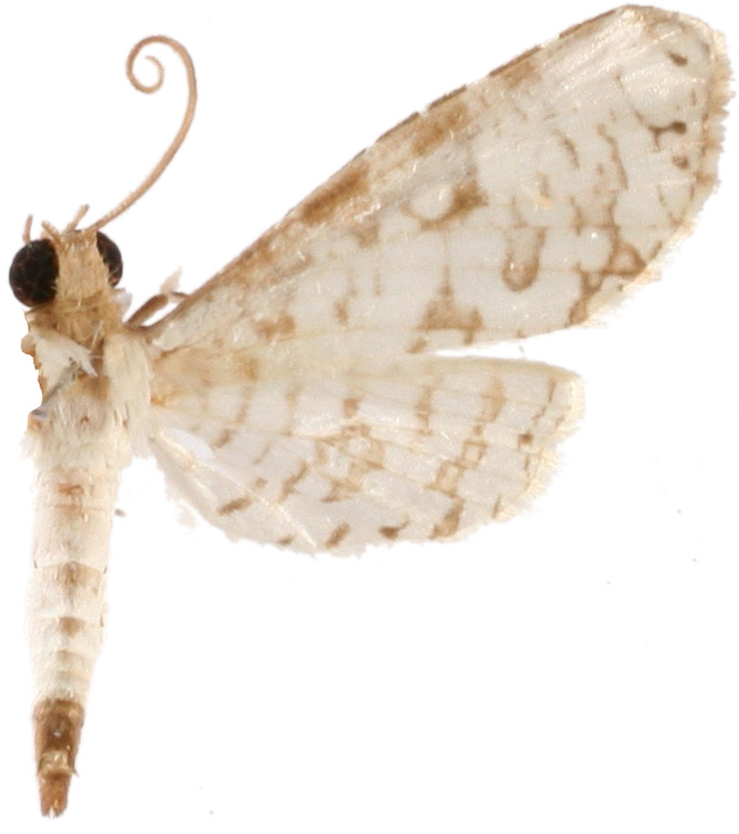 Calindoea polygraphalis Walker [1866] 1865； Plate 2 | Calindoea ...