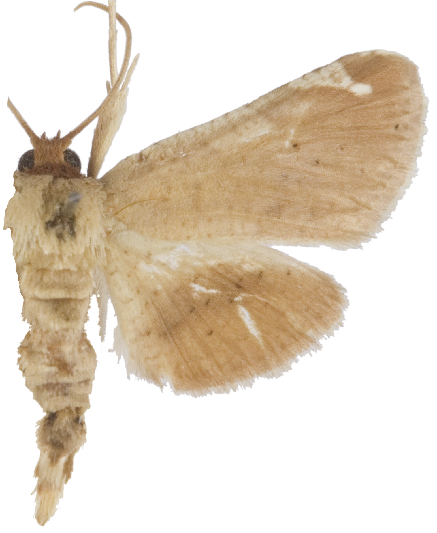 Calindoea sp. 12; Plate 3 Not Borneo | Calindoea | Pyralids of Borneo ...