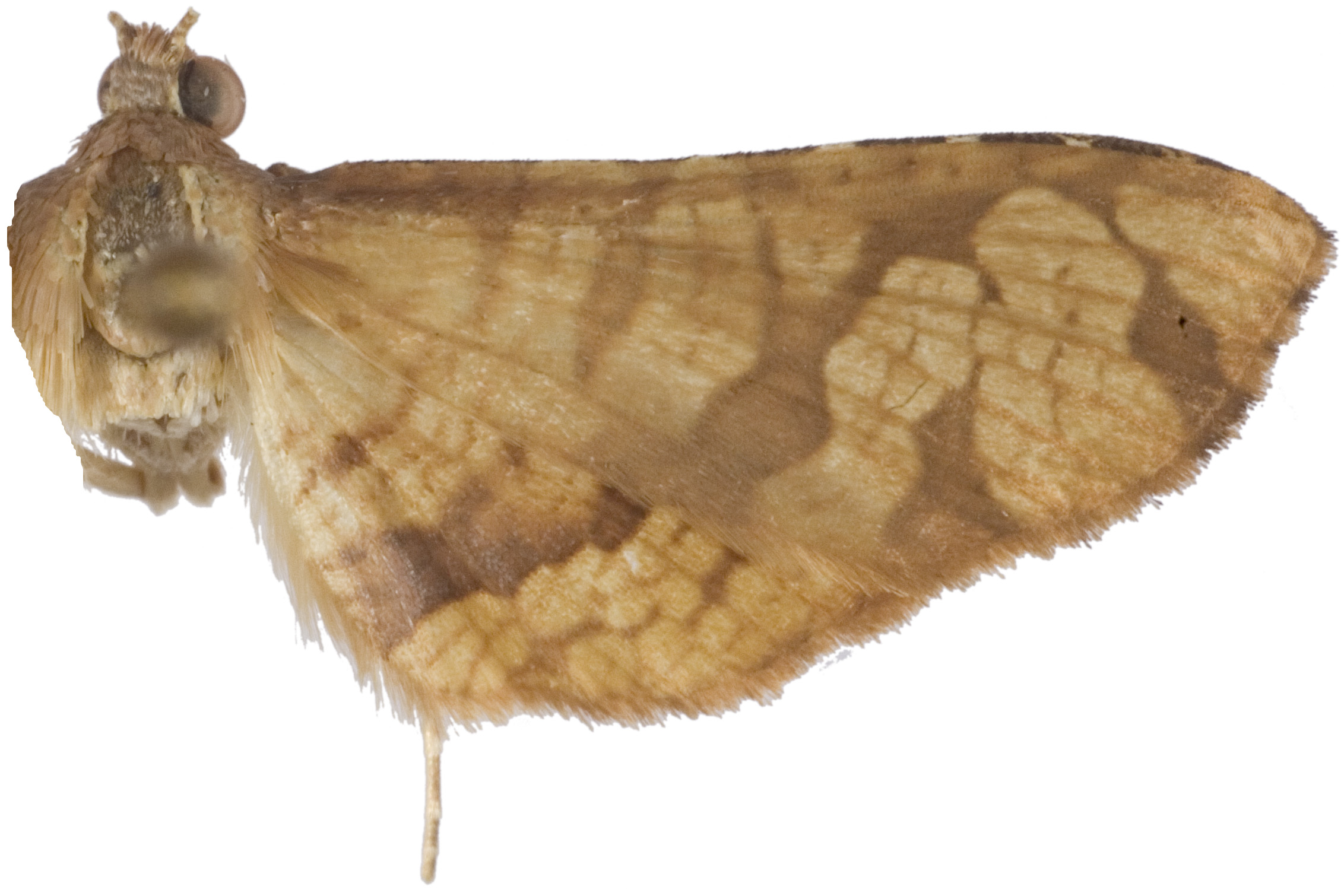 Collinsa sp. 19; Plate 4 Not Borneo | Collinsa | Pyralids of Borneo ...