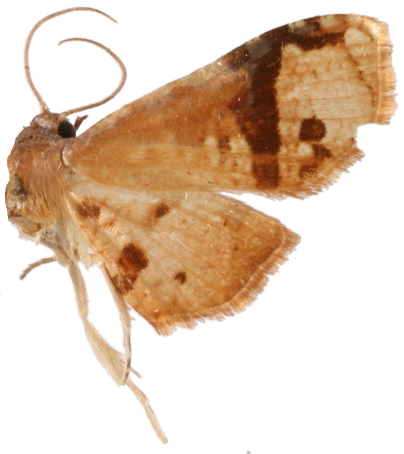 Collinsa sp. 9; Plate 4 Not Borneo | Collinsa | Pyralids of Borneo ...