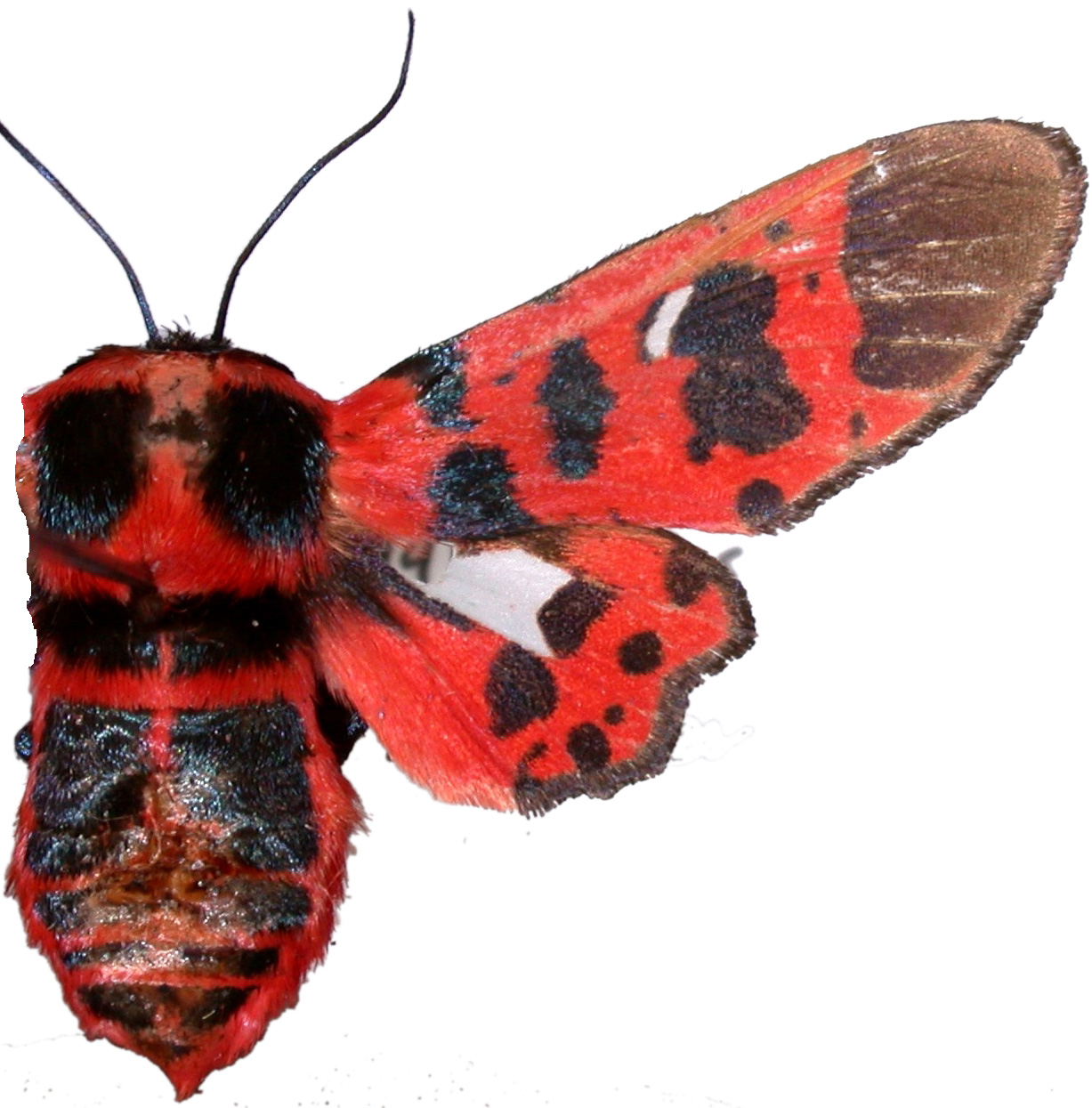 Glanycus insolitus Walker [1857] 1855;Plate 10Not Borneo | Glanycus ...