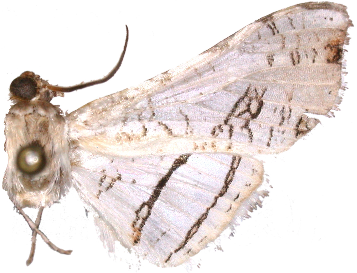 Herdonia pulchella Inoue, 1993 Plate 4 | Herdonia | Pyralids of Borneo ...