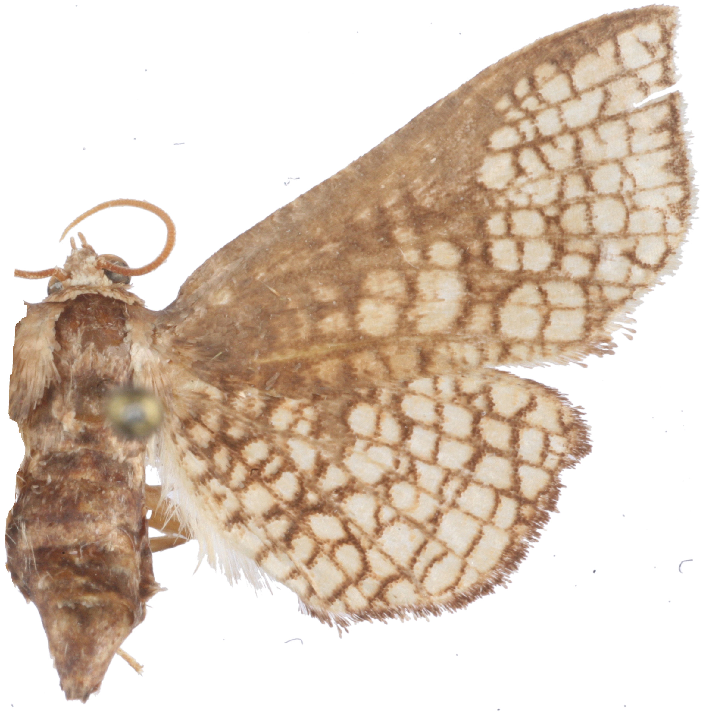 Hypolamprus sp. 2 Plate 5 | Hypolamprus | Pyralids of Borneo (including ...