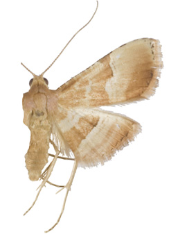 Select a Genus | Identify: Images & Text | Pyralids of Borneo ...