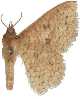 Aglaopus | Main-page | Pyralids of Borneo (including the Thyridoidea)