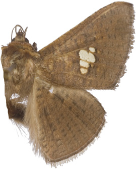 Select a Genus | Identify: Images & Text | Pyralids of Borneo ...