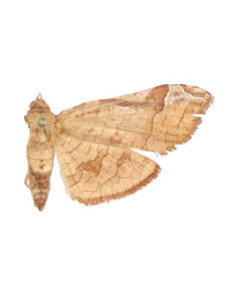 Select a Genus | Identify: Images & Text | Pyralids of Borneo ...