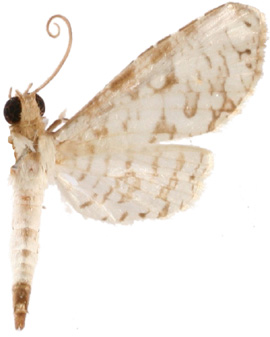 Calindoea polygraphalis Walker [1866] 1865； Plate 2 | Calindoea ...