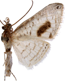 Calindoea puralis Walker [1866] 1865; Plate 2 | Calindoea | Pyralids of ...