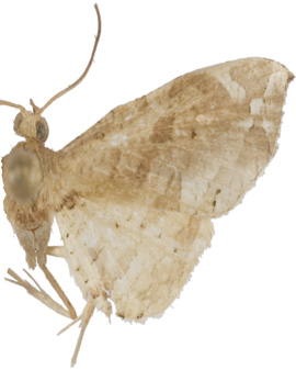 Calindoea | Main-page | Pyralids of Borneo (including the Thyridoidea)