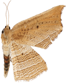 Select a Genus | Identify: Images & Text | Pyralids of Borneo ...