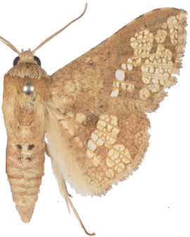 Select a Genus | Identify: Images & Text | Pyralids of Borneo ...