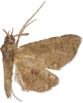 Collinsa | Main-page | Pyralids of Borneo (including the Thyridoidea)