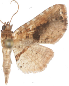 Collinsa | Main-page | Pyralids of Borneo (including the Thyridoidea)