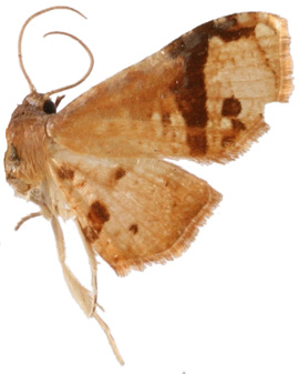 Collinsa sp. 9; Plate 4 Not Borneo | Collinsa | Pyralids of Borneo ...