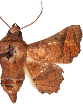 Dysodia | Main-page | Pyralids of Borneo (including the Thyridoidea)