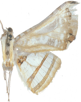 Select a Genus | Identify: Images & Text | Pyralids of Borneo ...