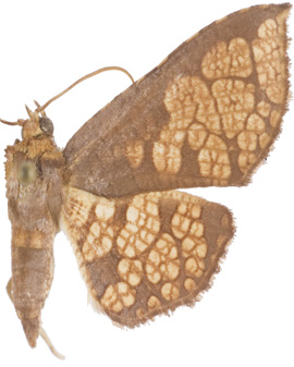 Select a Genus | Identify: Images & Text | Pyralids of Borneo ...