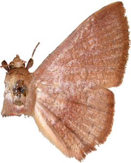 Select a Genus | Identify: Images & Text | Pyralids of Borneo ...