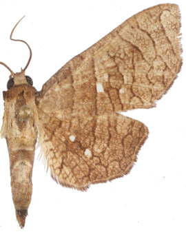 Select a Genus | Identify: Images & Text | Pyralids of Borneo ...