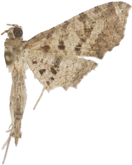 Select a Genus | Identify: Images & Text | Pyralids of Borneo ...