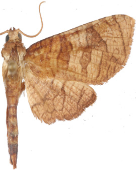 Opula | Main-page | Pyralids of Borneo (including the Thyridoidea)