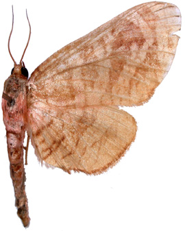 Opula | Main-page | Pyralids of Borneo (including the Thyridoidea)