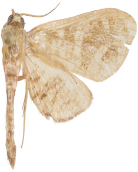 Opula | Main-page | Pyralids of Borneo (including the Thyridoidea)