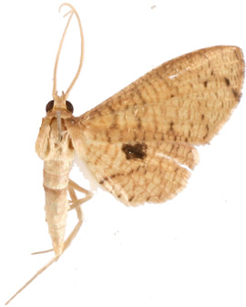 Select a Genus | Identify: Images & Text | Pyralids of Borneo ...