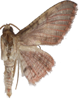 Select a Genus | Identify: Images & Text | Pyralids of Borneo ...