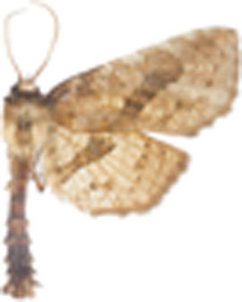 Select a Genus | Identify: Images & Text | Pyralids of Borneo ...