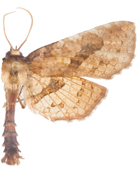 Sinecalca | Main-page | Pyralids of Borneo (including the Thyridoidea)