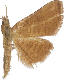 Select a Genus | Identify: Images & Text | Pyralids of Borneo ...