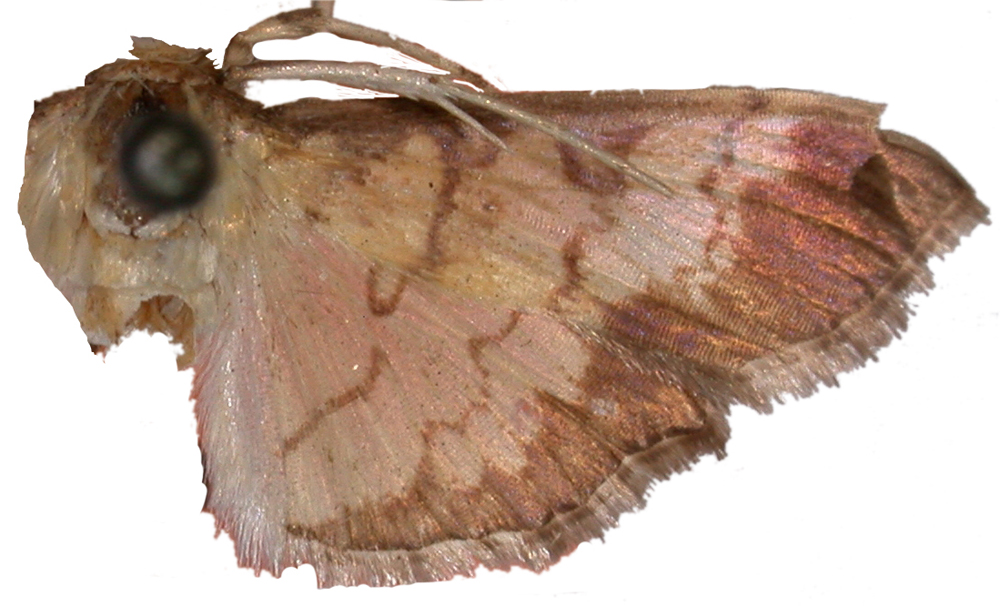 geographicalis | ATEGUMIA Amsel? | Pyralids of Borneo (including the ...