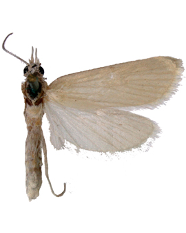 innotata | SCIRPOPHAGA Treitschke | Pyralids of Borneo (including the ...