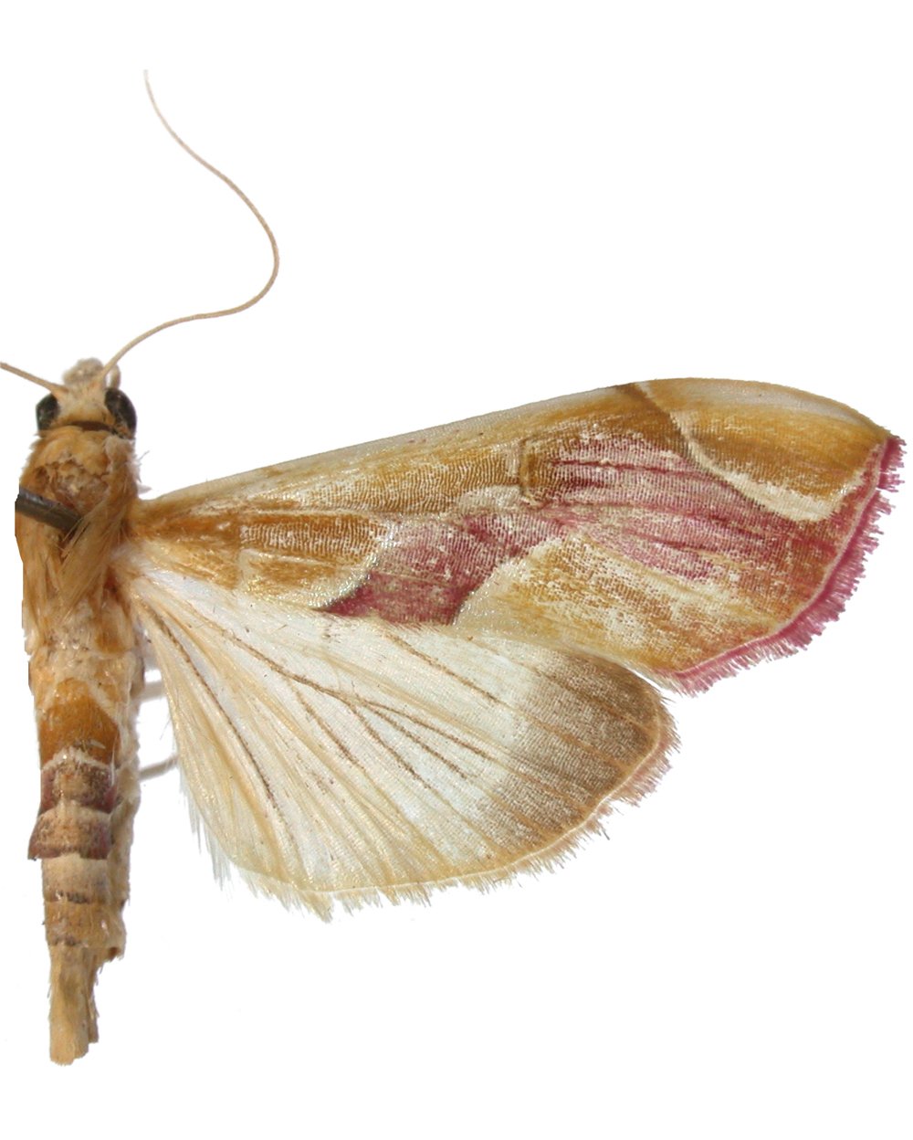 ostentalis | AGATHODES Guenée | Pyralids of Borneo (including the ...